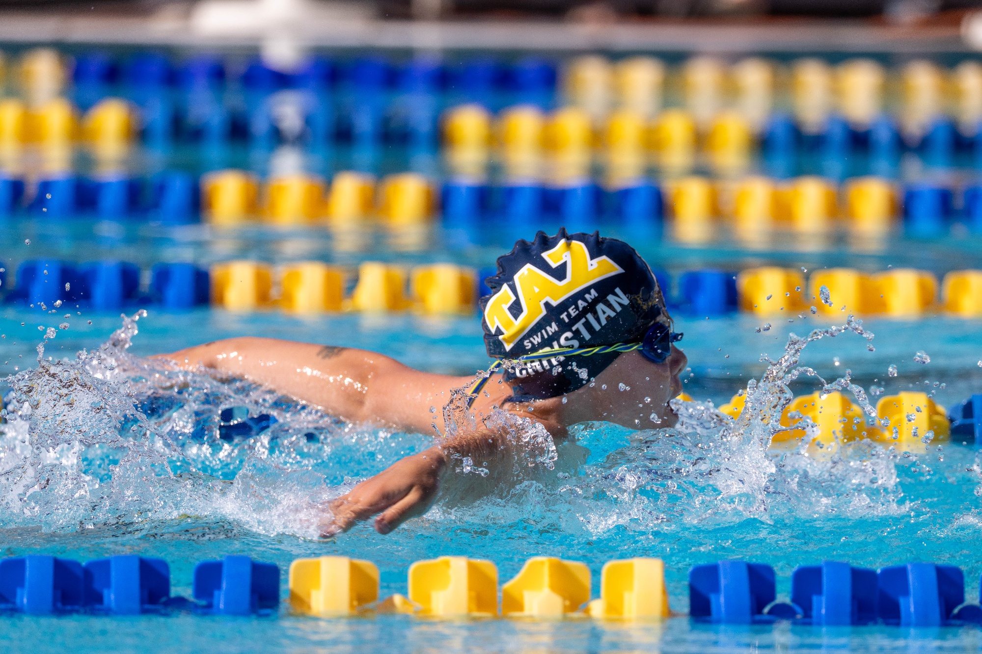 EDH Tasmanian Devils Home